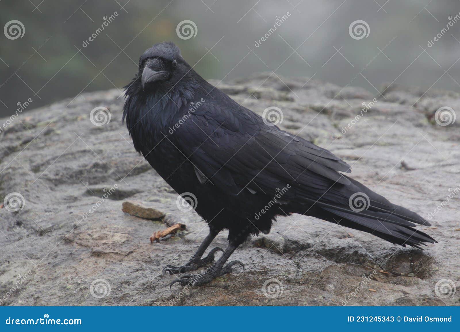 A Close Up of a Raven Standing on a Large Rock Stock Image - Image of ...