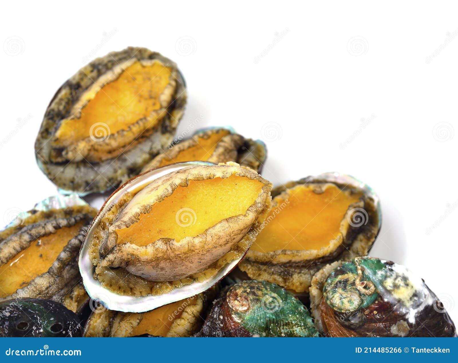 Close Up of Raw Abalones Isolated on White Background. Stock Photo ...