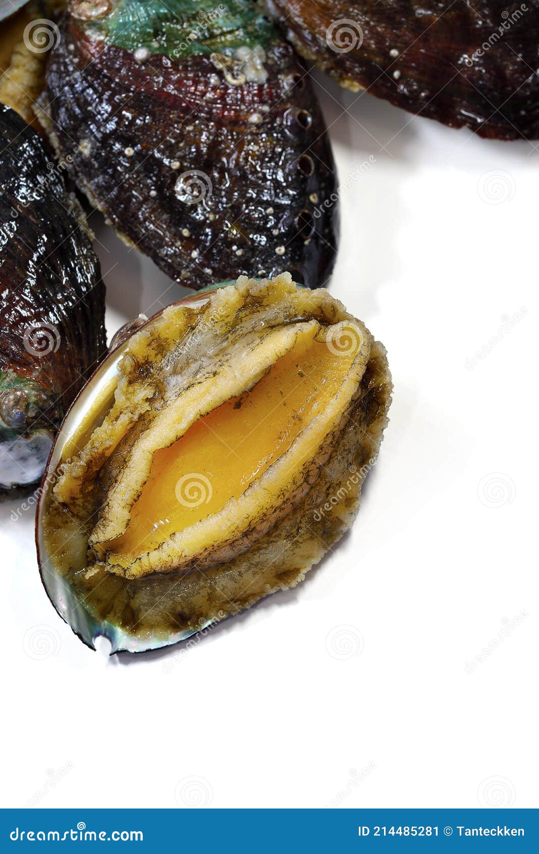 Close Up of Raw Abalones Isolated on White Background. Stock Image ...