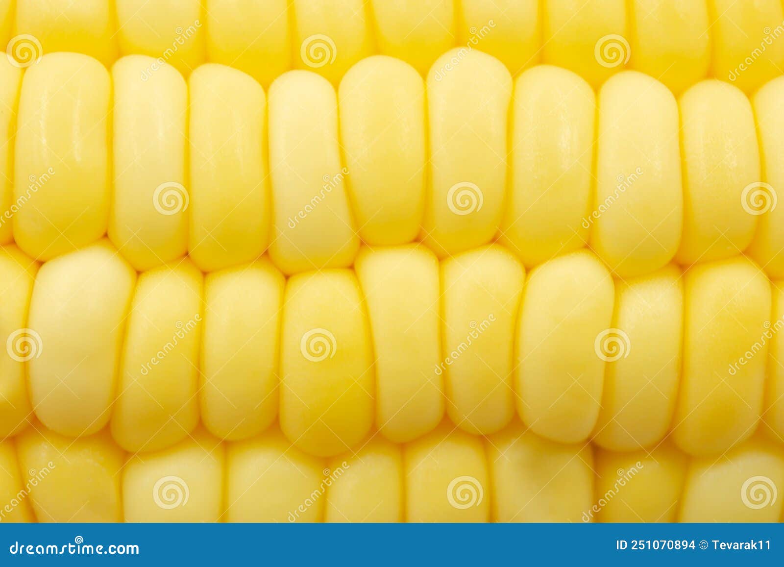 Close Up Raw Corn Kernels in Rows Stock Photo - Image of gold, macro ...