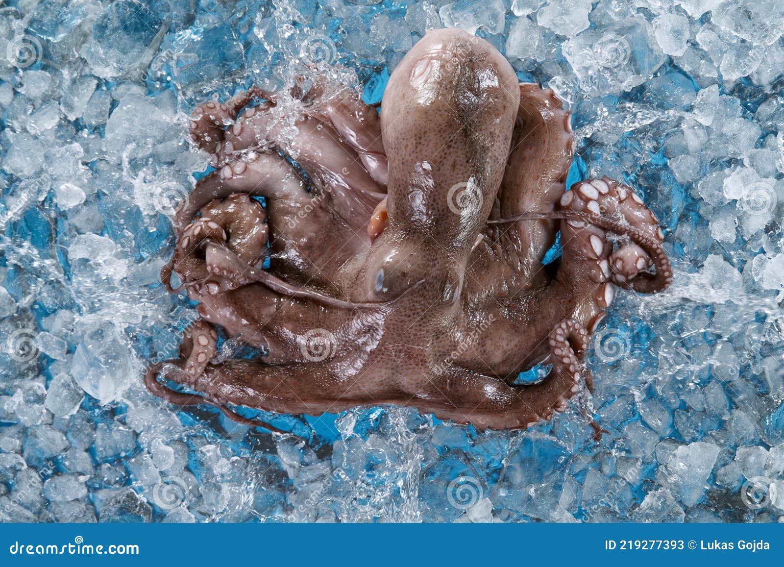 Close Up of Raw Octopus Lying on Crushed Ice. Stock Image - Image of ...