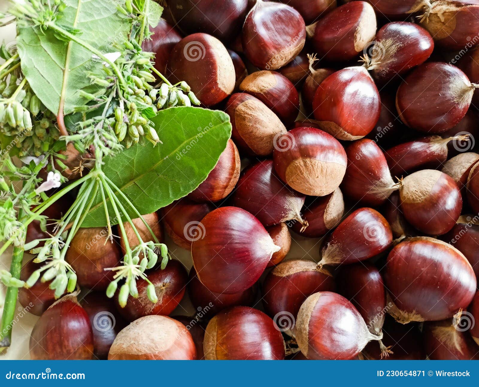 Close-up of Raw Organic Chestnuts with Nebeda Stock Image - Image of ...