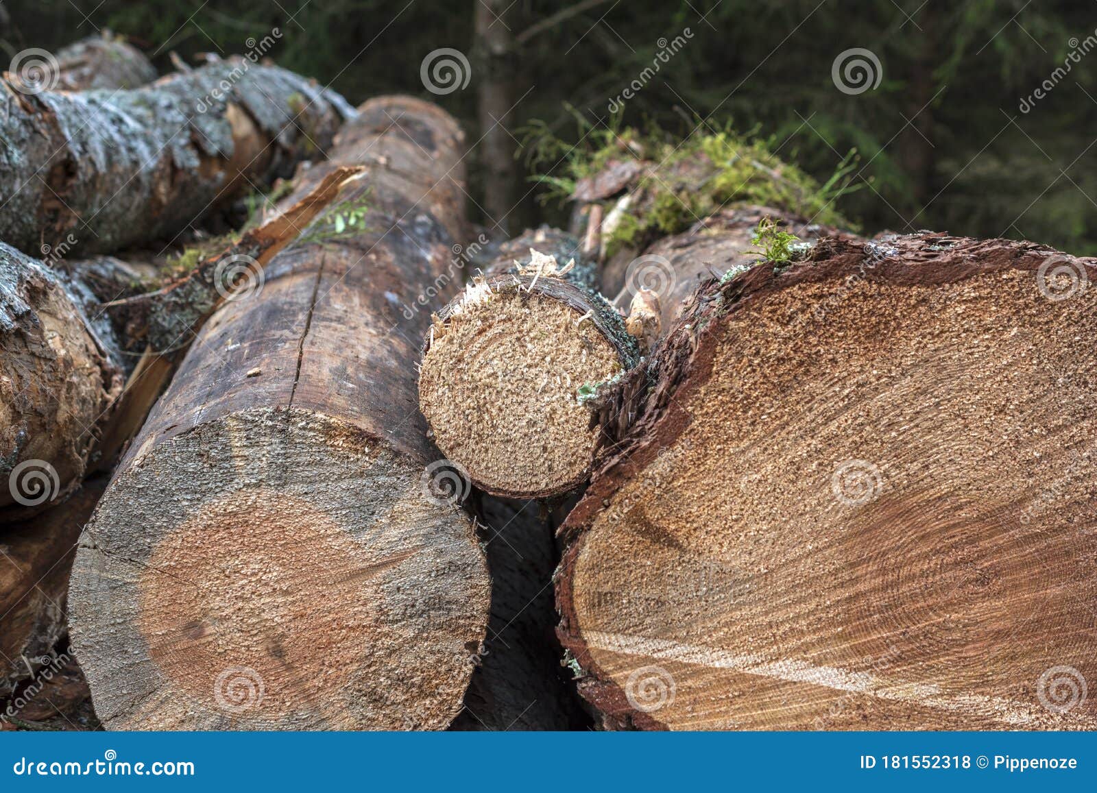 Close Up of Tree Timber Pile in Forest. Stock Photo - Image of forest ...