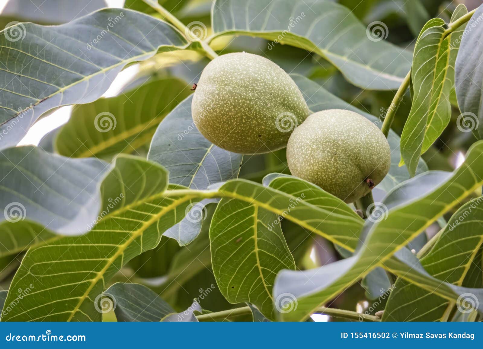 Raw Walnuts and Green Leaves on Tree Branches Stock Photo - Image of ...