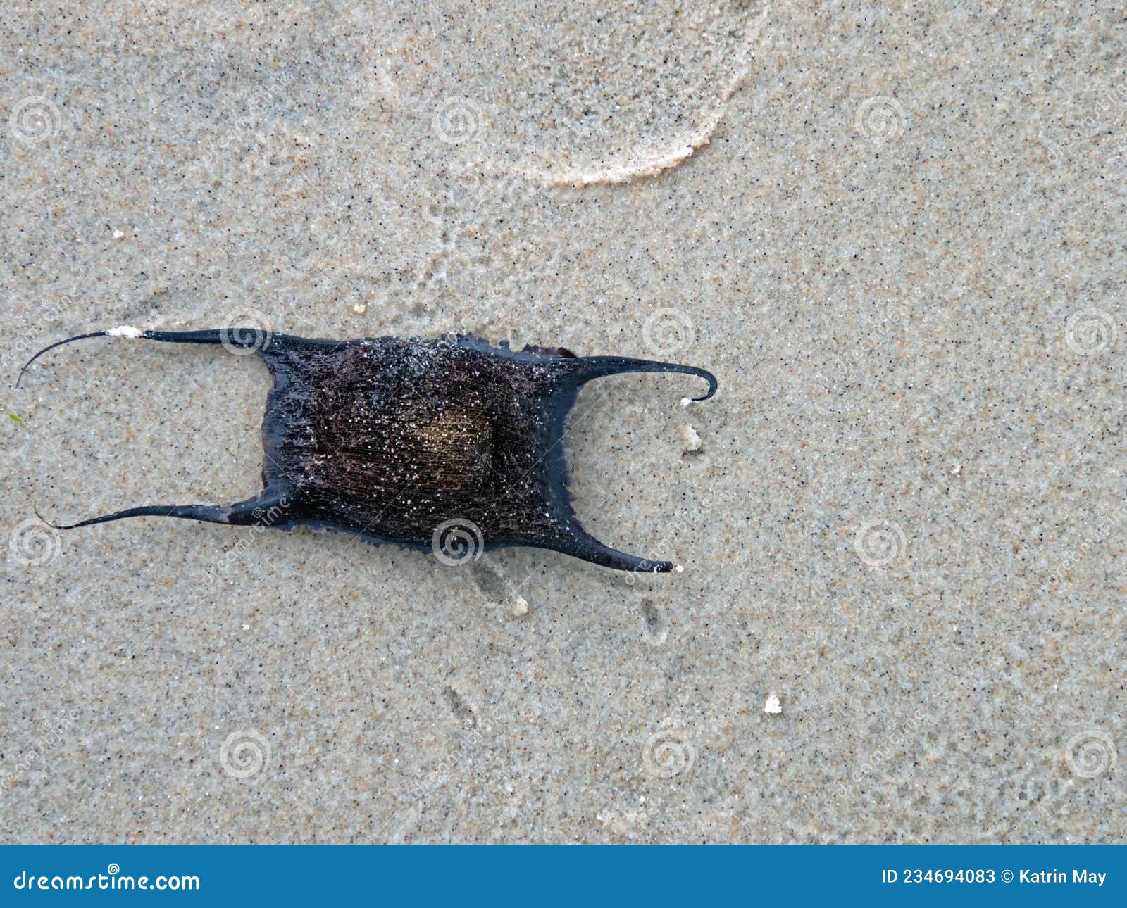 Close Up of Ray Egg Capsule on the Beach of the North Sea Stock Image ...