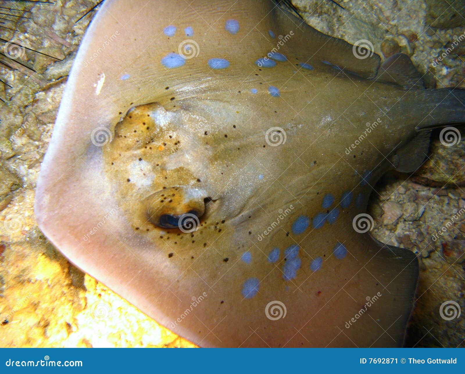 Close up of Ray fish stock image. Image of seabed, camouflaged - 7692871