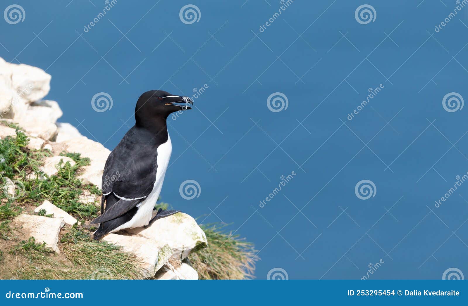 Close Up of a Razorbill Against Clear Blue Background Stock Photo ...