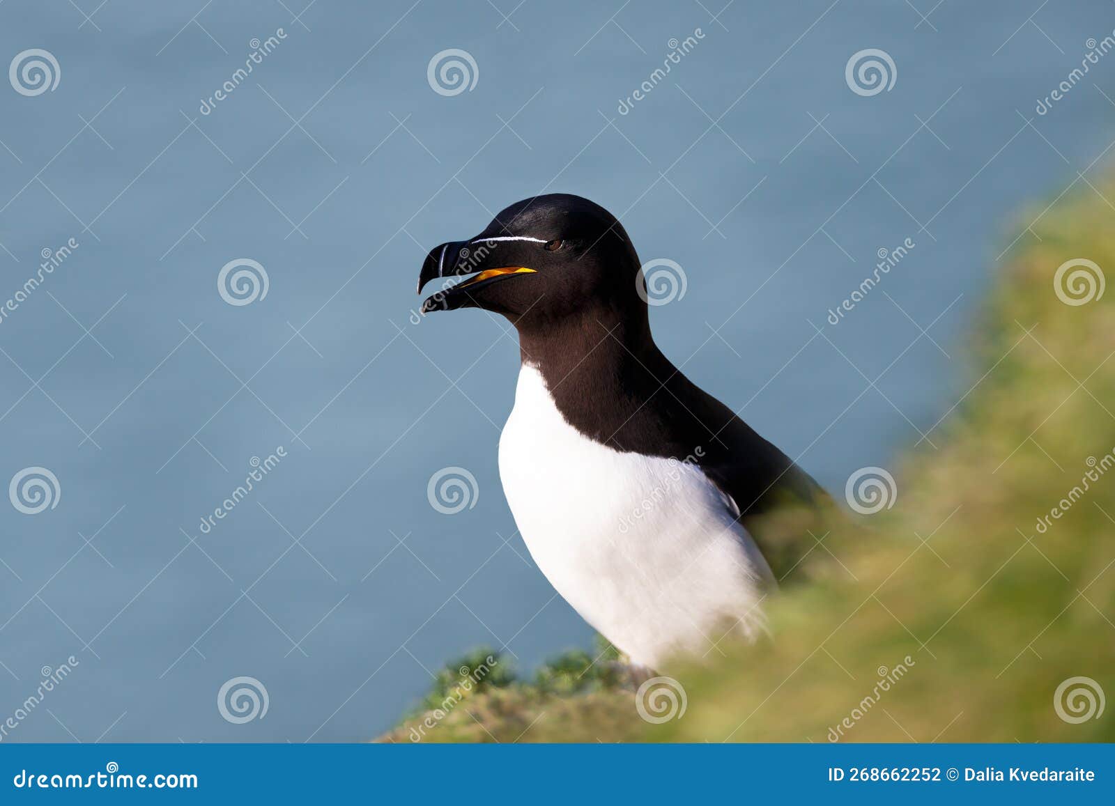 Close Up of a Razorbill Nesting on a Cliff Stock Photo - Image of cliff ...