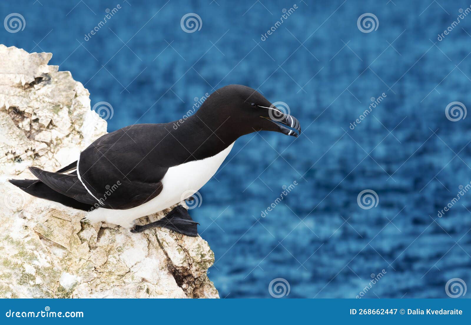 Close Up of a Razorbill Nesting on a Cliff Stock Image - Image of ...