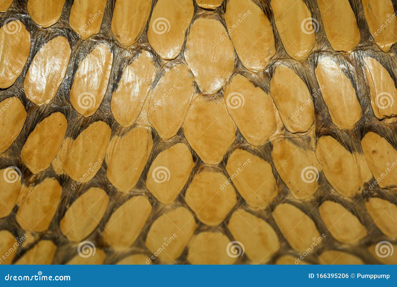 Close Up Real King Croba Snake Skin for Animal Pattern Stock Photo ...