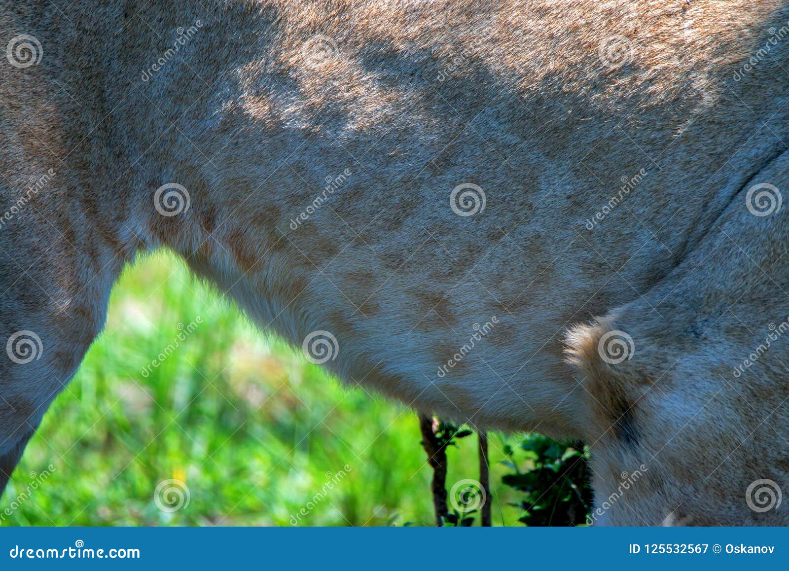 Close Up Real Lion Skin Texture with Spots Stock Image - Image of ...