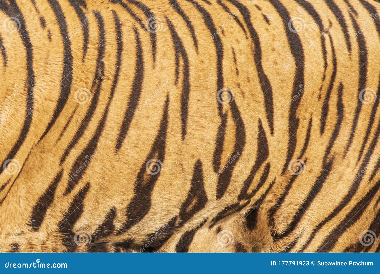 Close-Up, Real Skin Texture of Tiger Stock Image - Image of skin ...