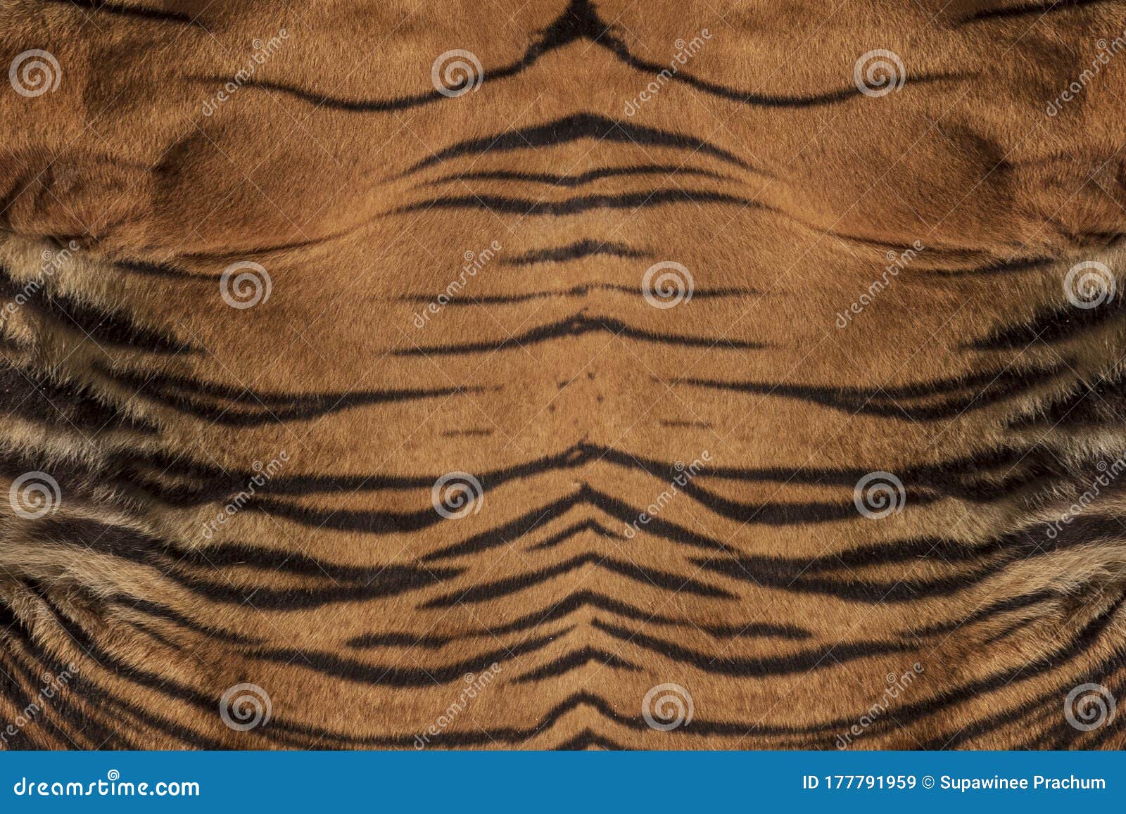 Close-Up, Real Skin Texture of Tiger Stock Image - Image of design ...