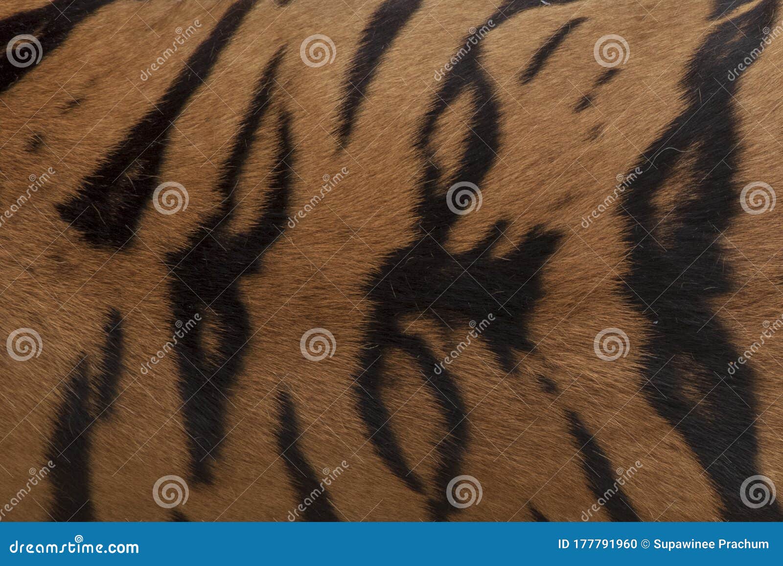 Close-Up, Real Skin Texture of Tiger Stock Photo - Image of abstract ...