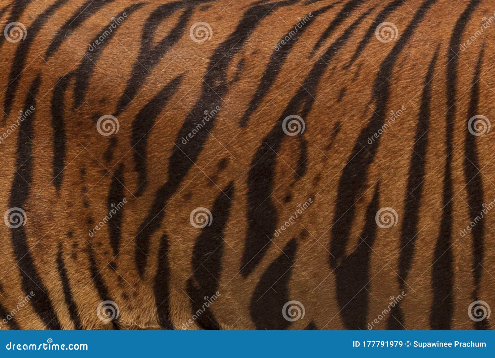 Close-Up, Real Skin Texture of Tiger Stock Image - Image of real ...