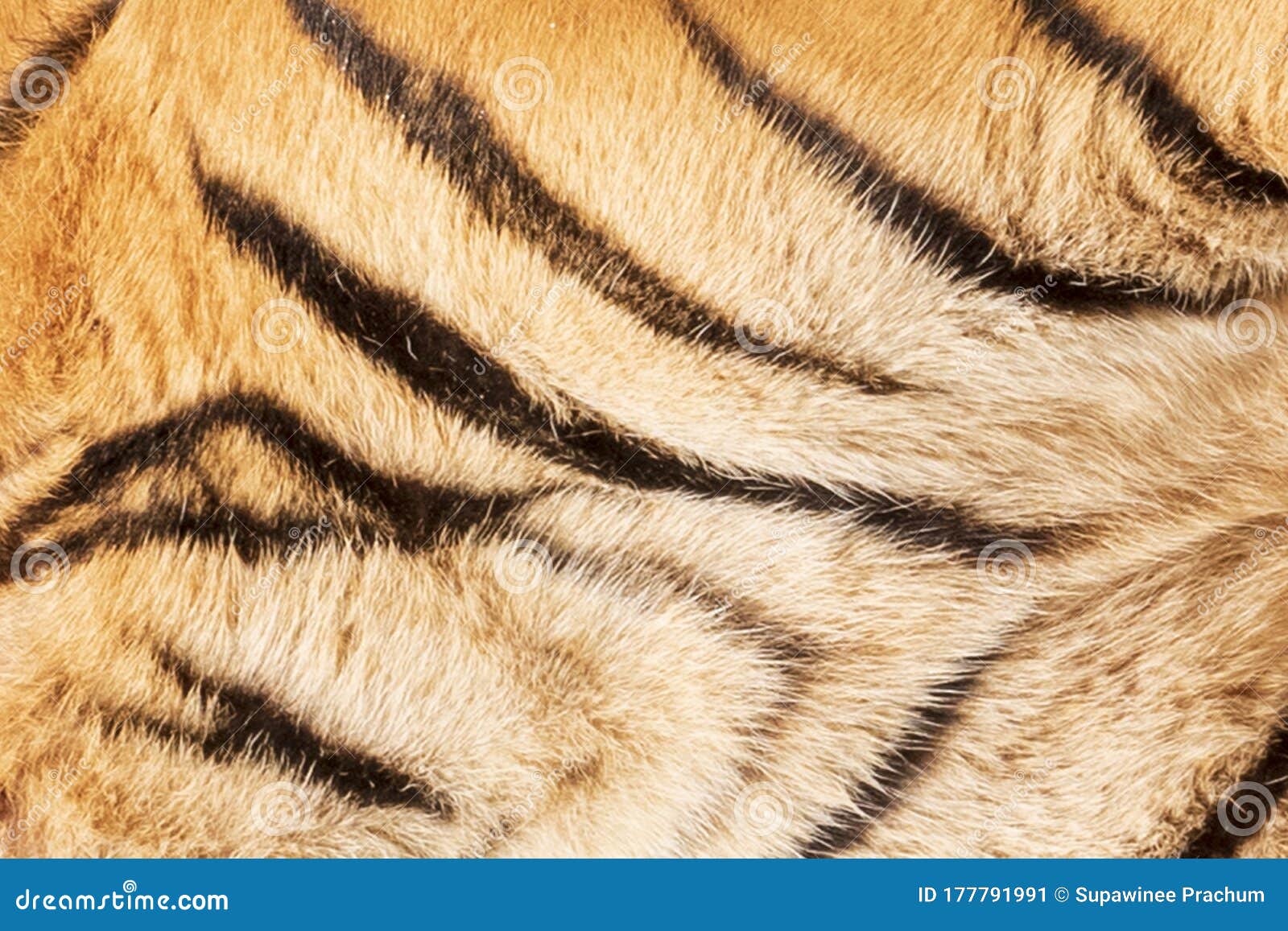 Close-Up, Real Skin Texture of Tiger Stock Image - Image of safari ...