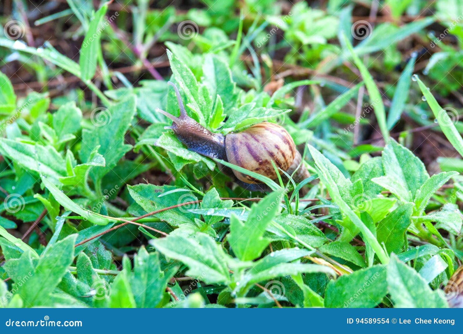 Close up of real snail stock photo. Image of background - 94589554