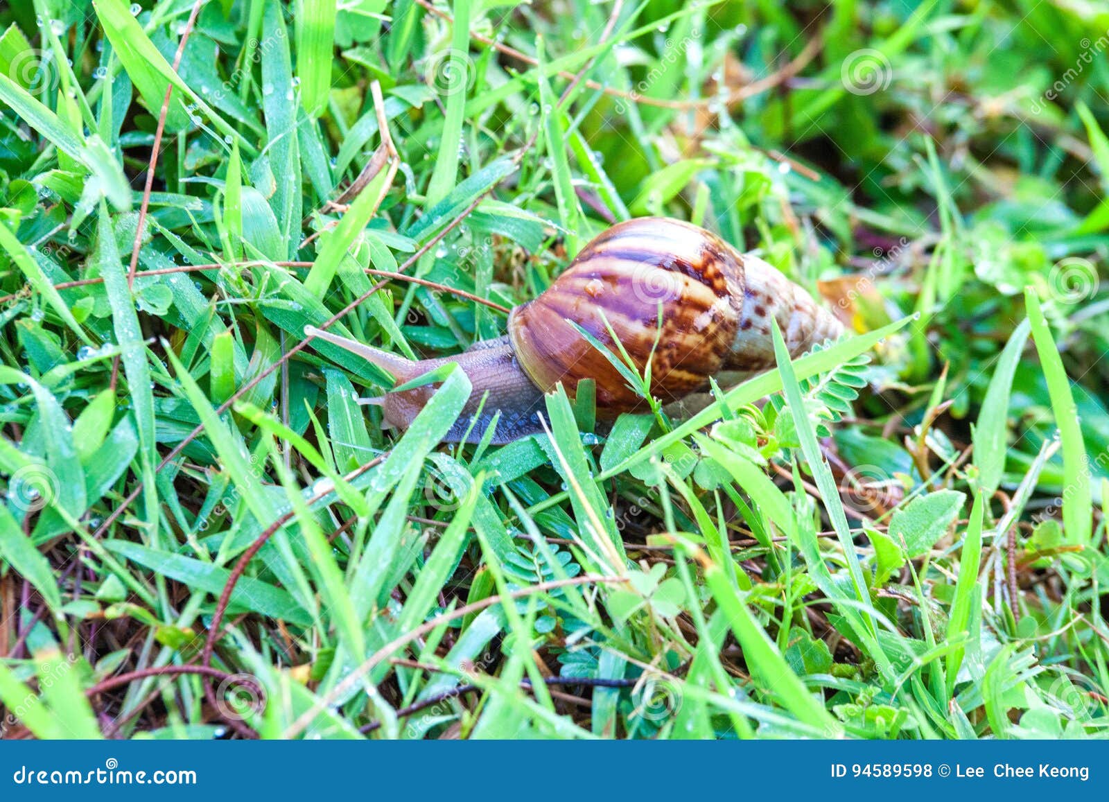 Close up of real snail stock photo. Image of close, dine - 94589598