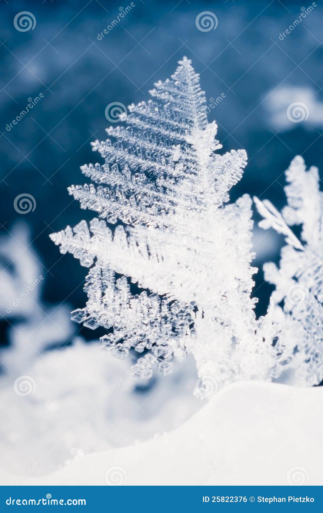 Close-up of real snowflake stock photo. Image of unique - 25822376