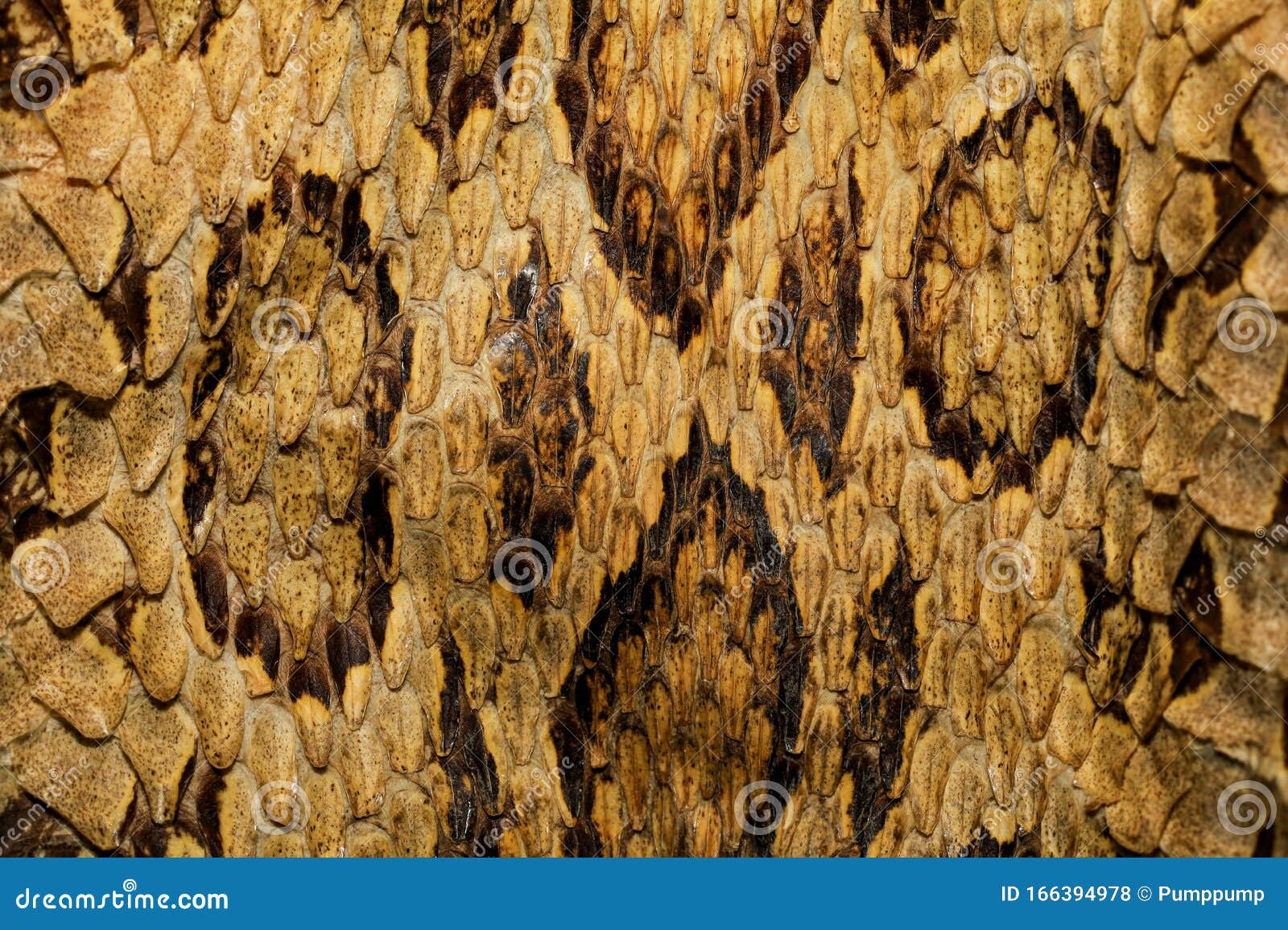 Close Up Real Viper Snake Skin for Animal Pattern Stock Photo - Image ...