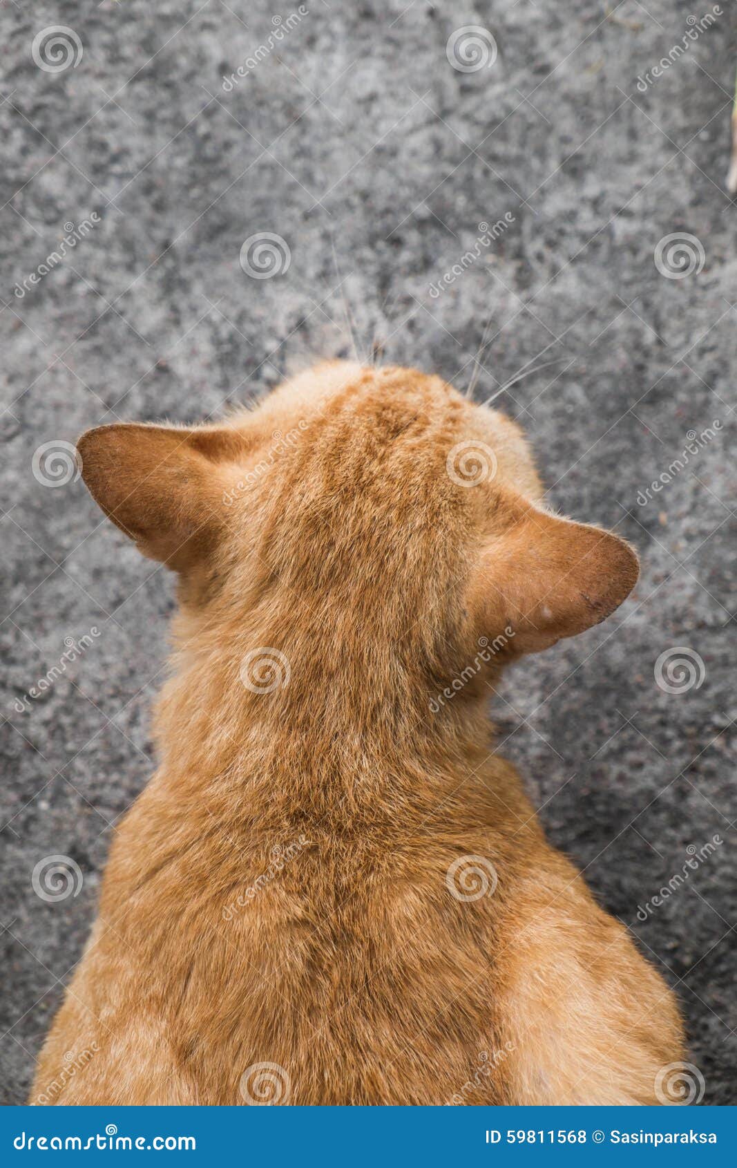 Close-up Rear View of Orange Cat Stock Photo - Image of background ...