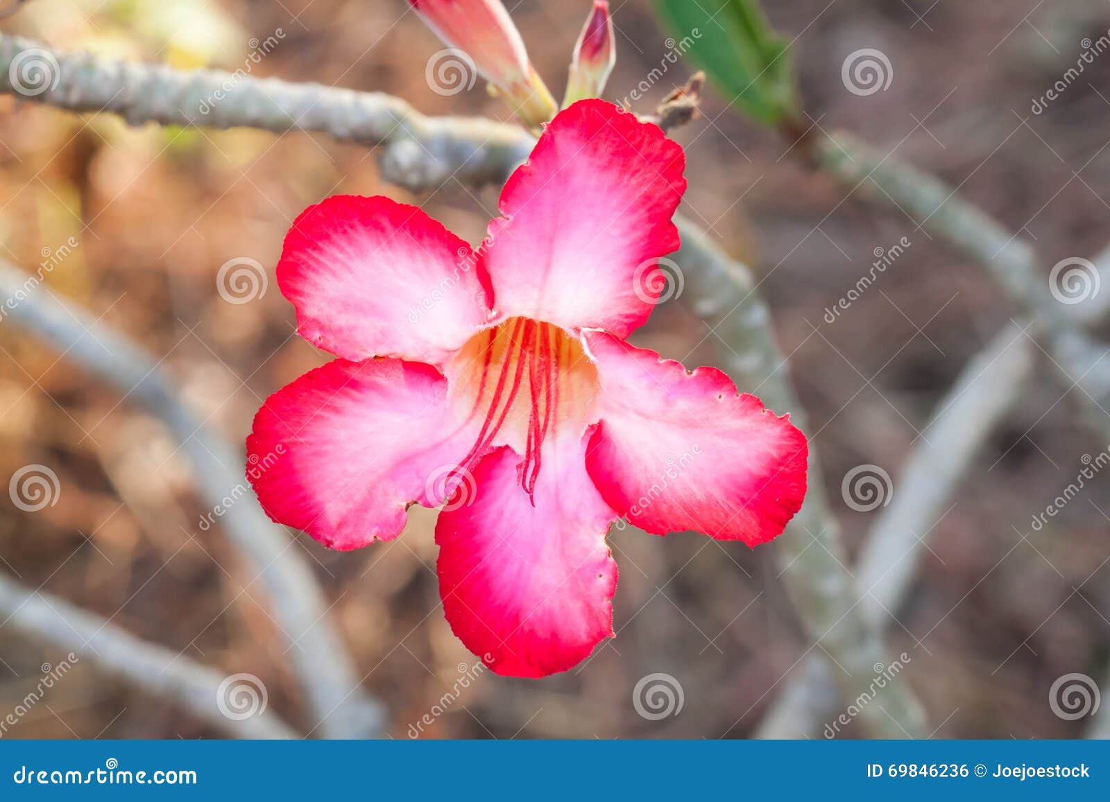 Close Up of Red Adenium Obesum Stock Photo - Image of blossom, close ...