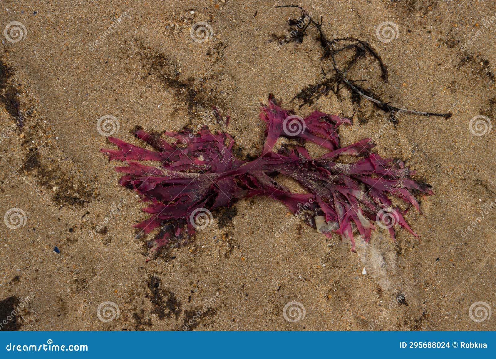 Close Up of Red Algae Lying in the Sand at the Beach Stock Photo ...