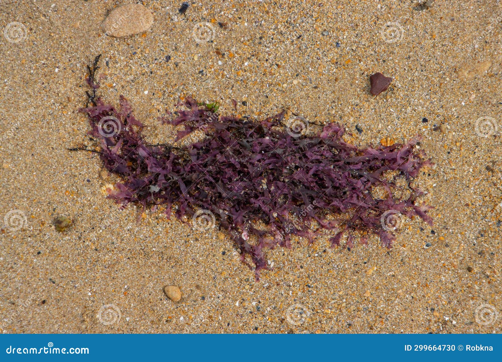 Close Up of Red Algae Lying in the Sand at the Beach Stock Photo ...