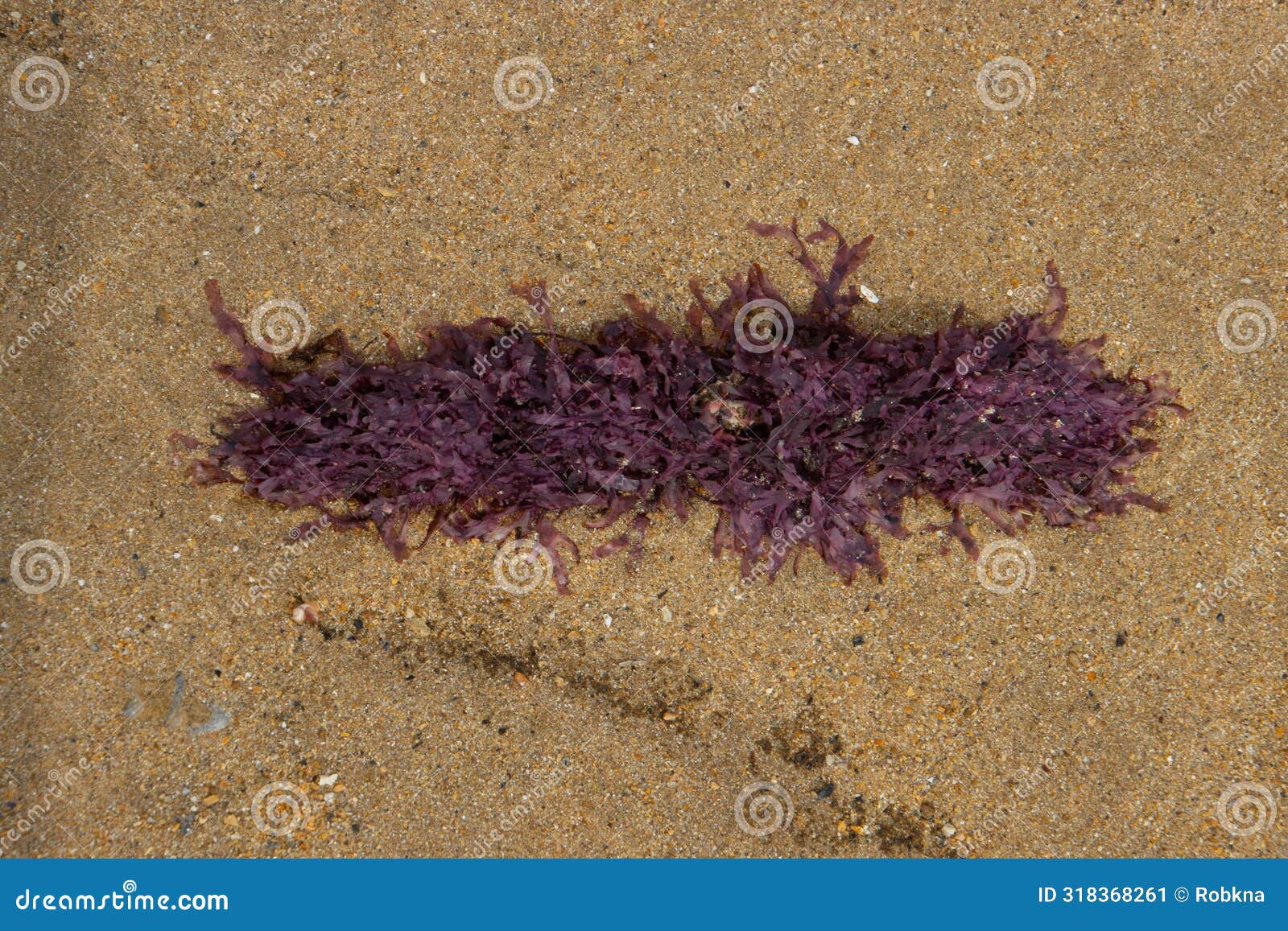 Gelidium Sesquipedale Red Algae Or Rhodophyta Isolated On White ...