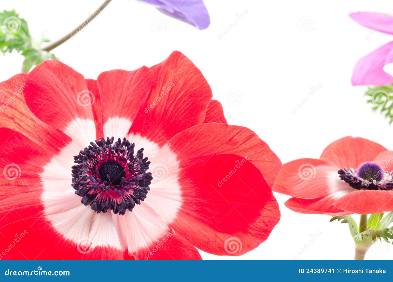 Close up of red anemone stock image. Image of arranged - 24389741
