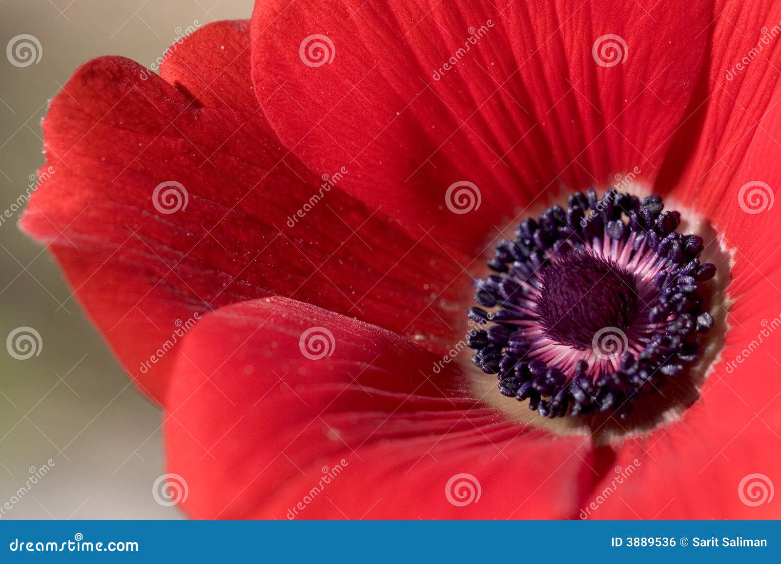 Close-up Red Anemone stock photo. Image of petals, colorful - 3889536