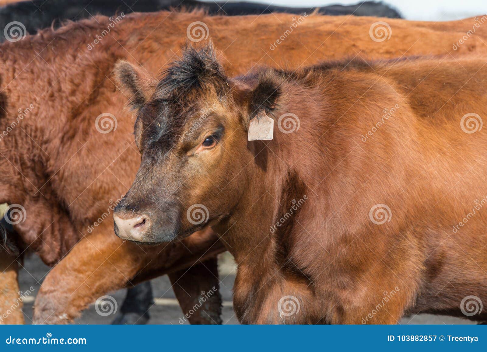 Red angus cow stock image. Image of steer, canada, agricultural - 103882857