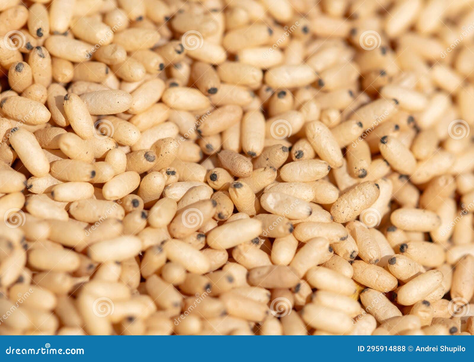 Close Up of Red Ant Eggs. Macro Stock Photo - Image of macro, ants ...