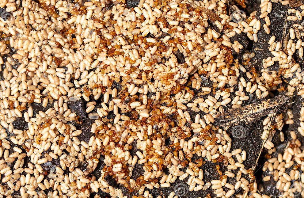 Close Up of Red Ant Eggs. Macro Stock Photo - Image of nature, natural ...