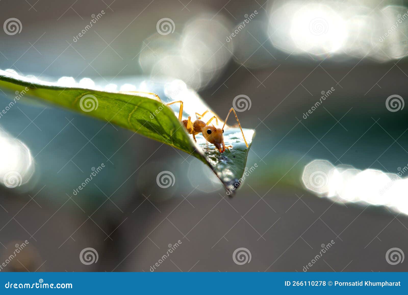 Close-up Red Ant on Leaves and Dew Stock Photo - Image of walking, environment: 266110278