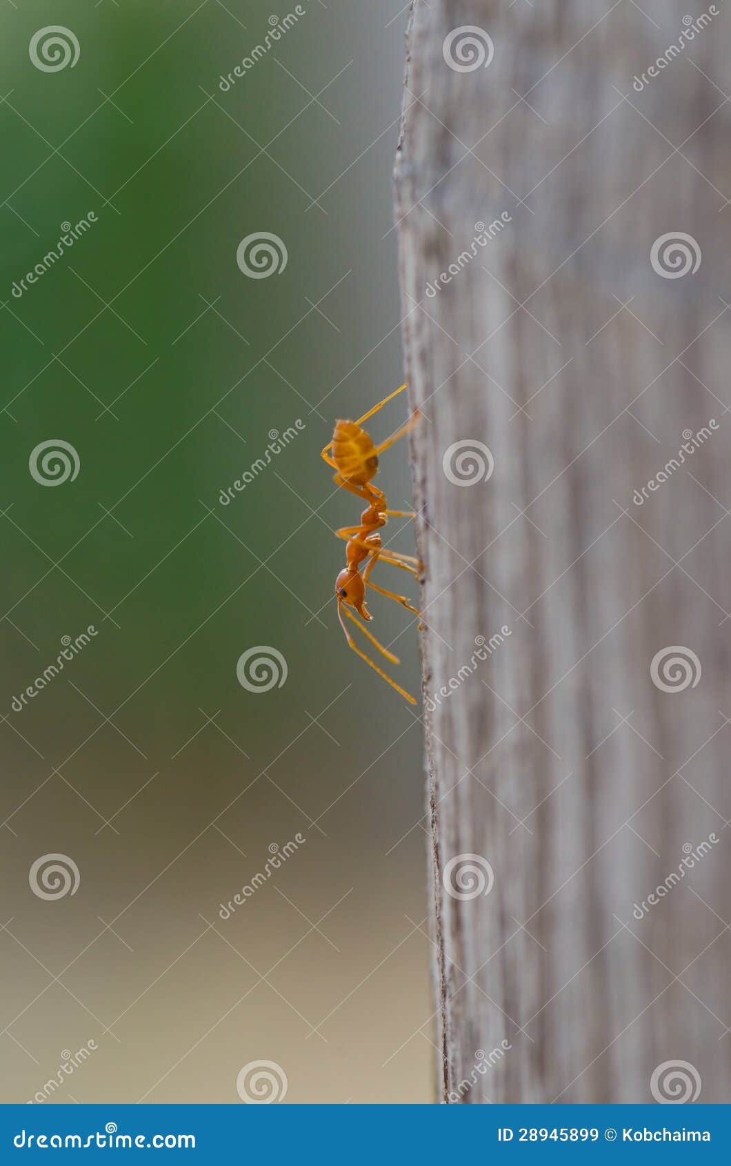 Close Up of Red Ant in Nature Stock Image - Image of ground, sting ...