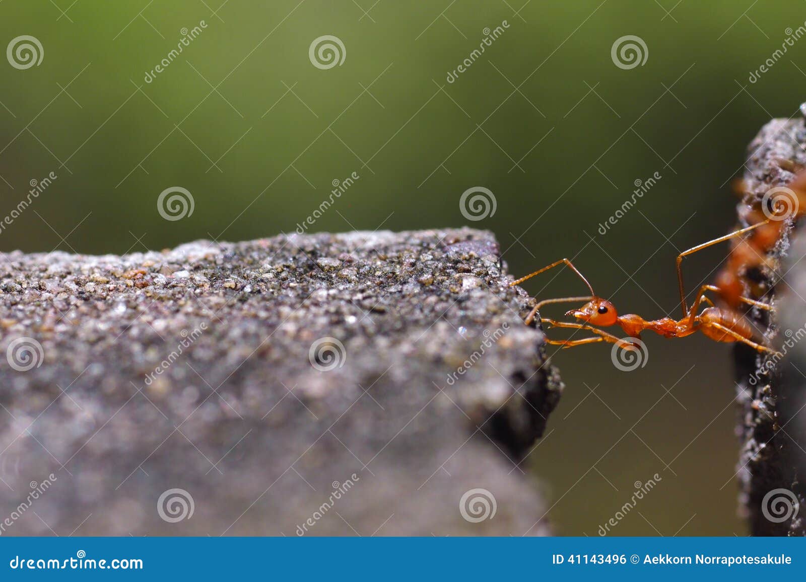 Close Up of Red Ant in Nature Stock Photo - Image of thailand, closeup ...