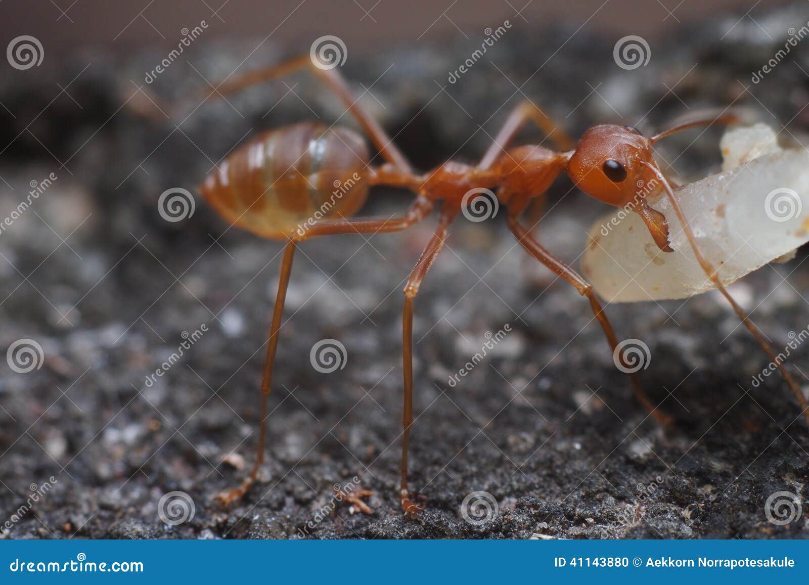 Close Up of Red Ant in Nature Stock Photo - Image of orange, tree: 41143880