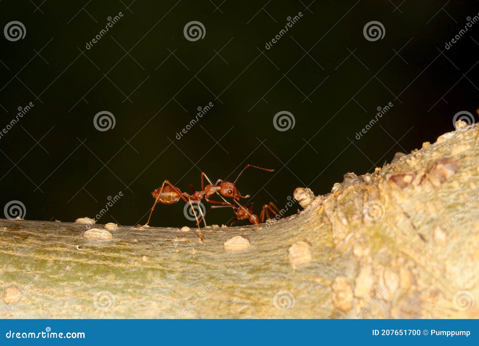 Close Up Red Ant on Stick Tree in Nature Stock Photo - Image of ...
