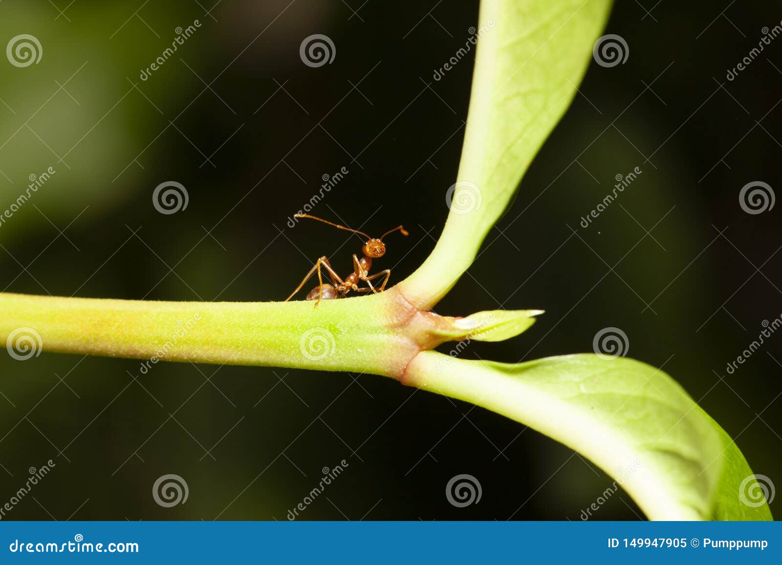 Close Up Red Ant on Stick Tree in Nature at Thailand Stock Image ...