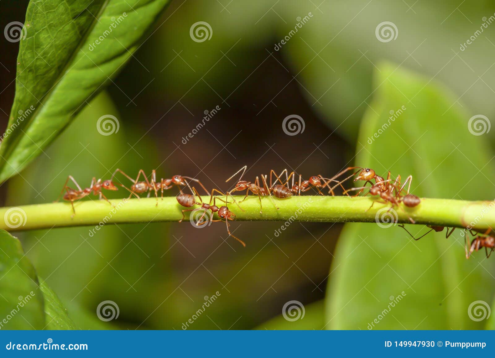 Close Up Red Ant on Stick Tree in Nature at Thailand Stock Photo ...