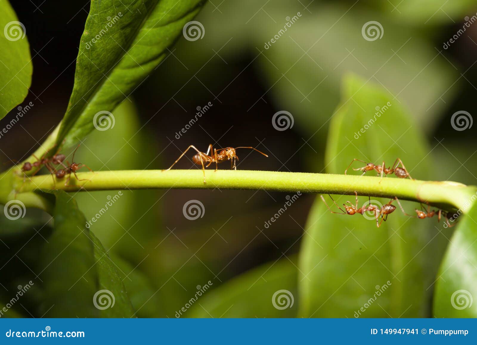 Close Up Red Ant on Stick Tree in Nature at Thailand Stock Image ...