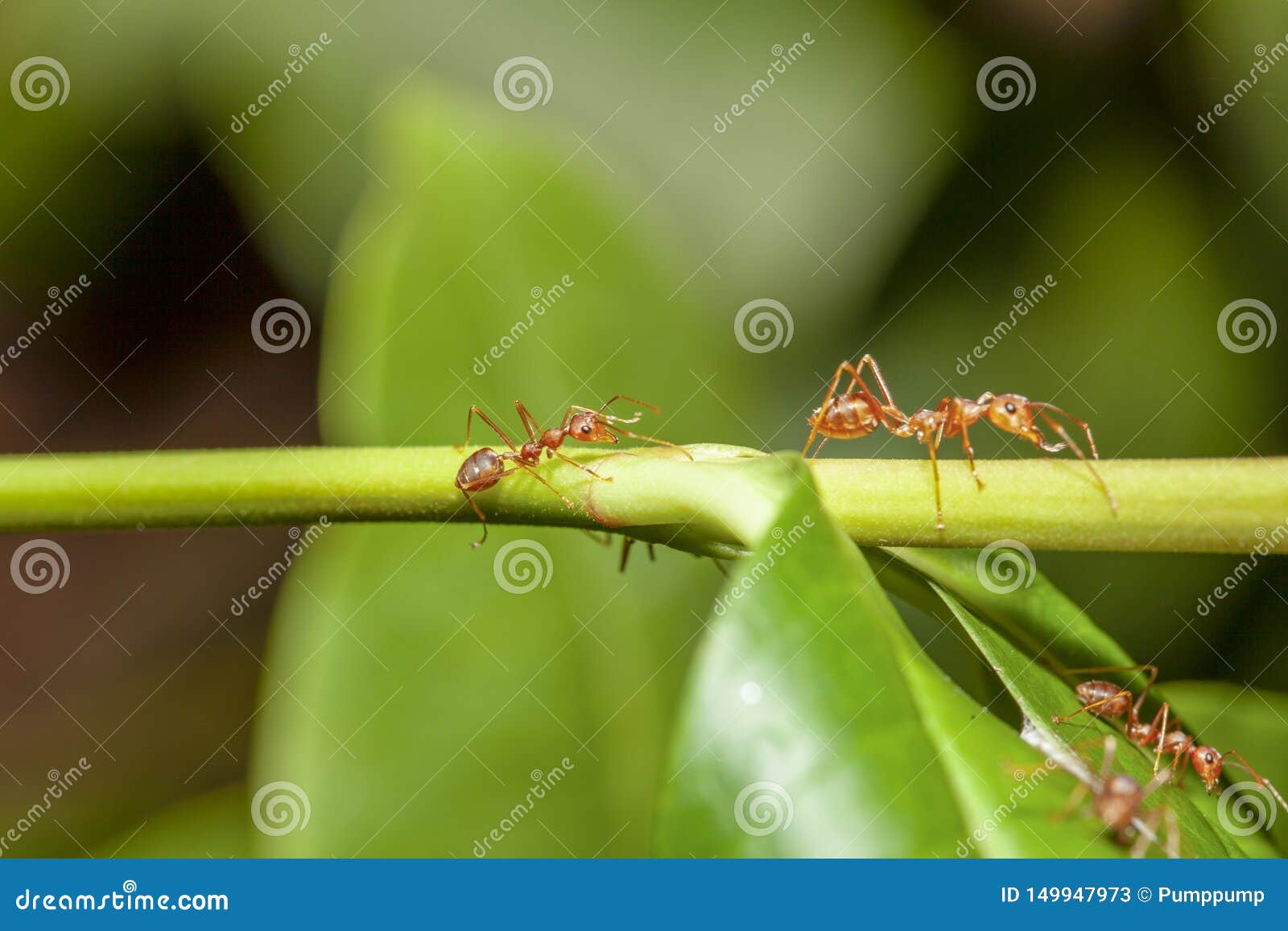 Close Up Red Ant on Stick Tree in Nature at Thailand Stock Image ...