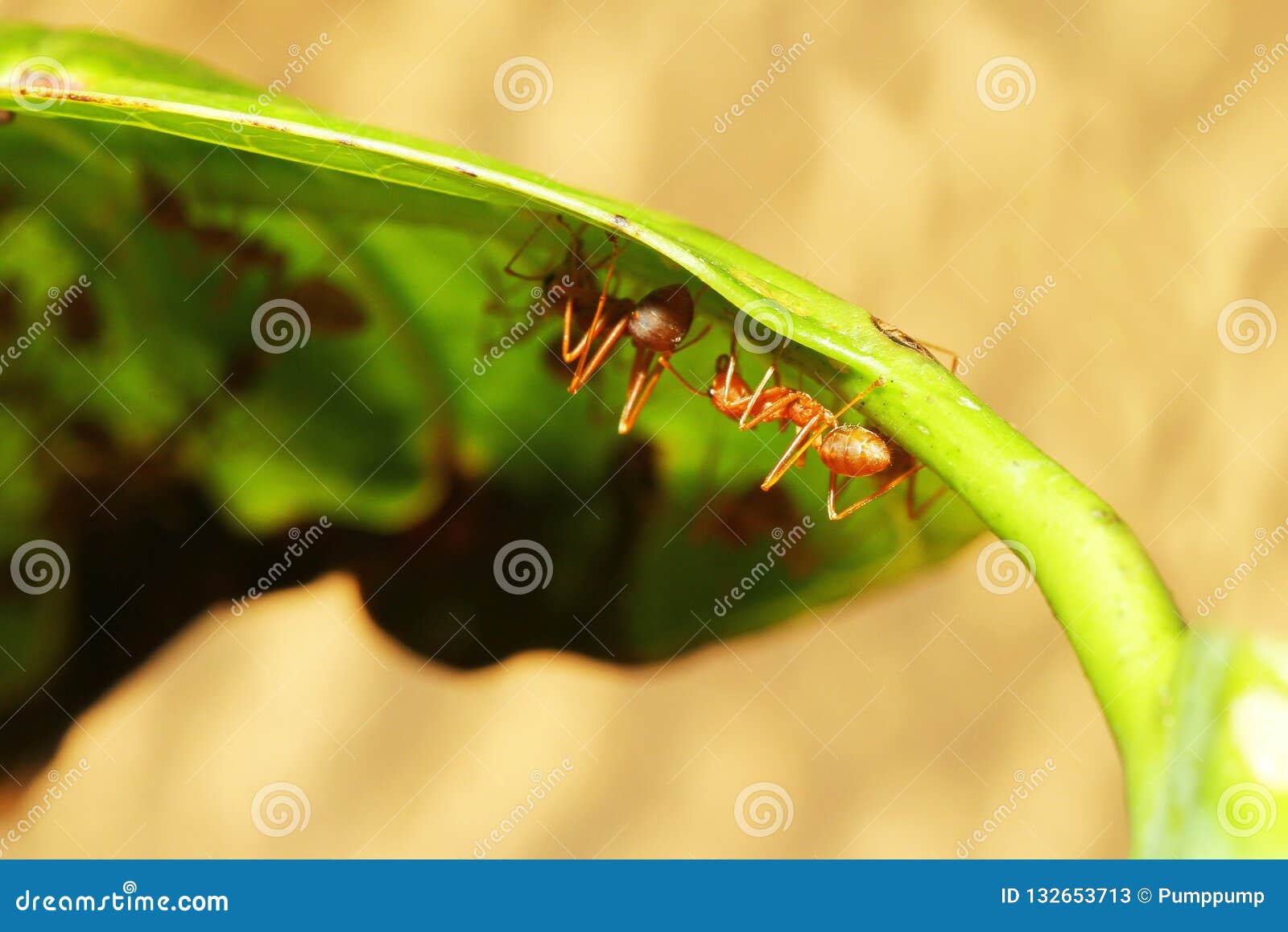 Close up red ant on tree. stock image. Image of horizontal - 132653713