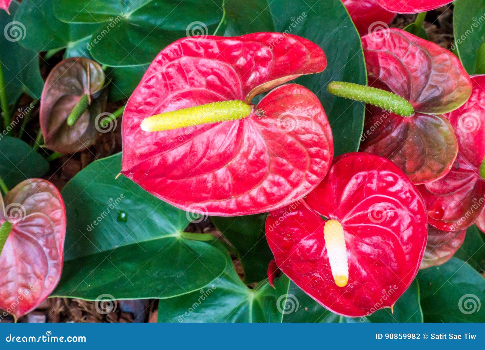 Close Up of Red Anthurium in Garden. Stock Photo - Image of green ...