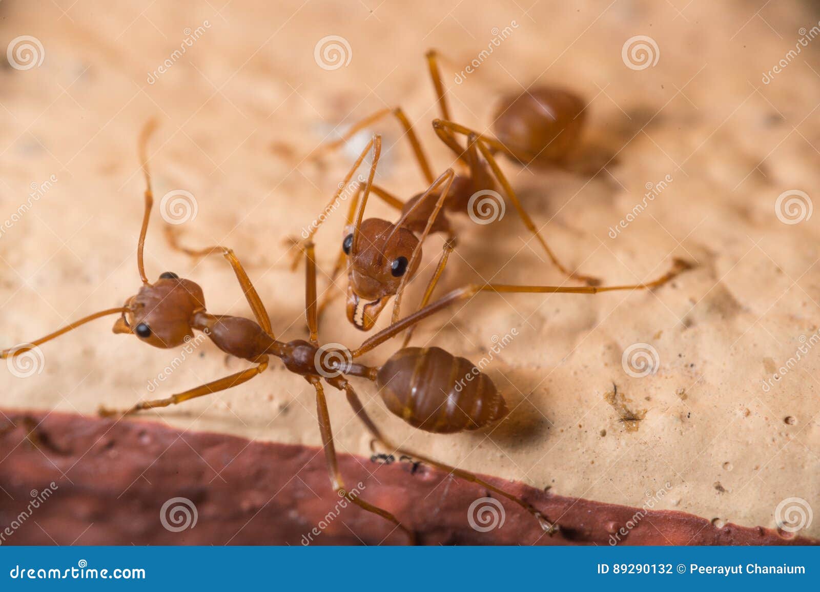 Close Up Red Ants on the Floor Stock Photo - Image of nature, colony ...