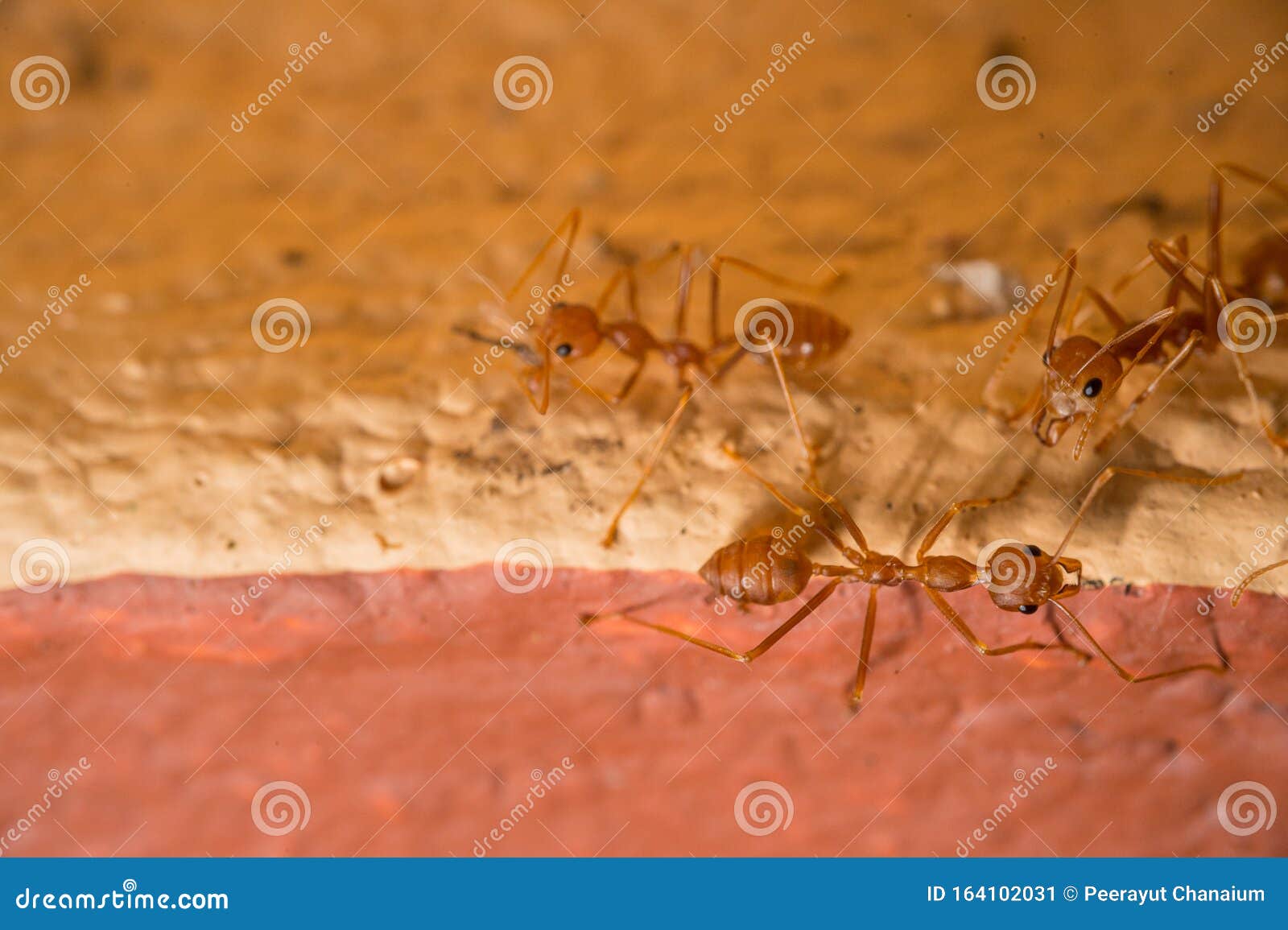 Close Up Red Ants on the Floor, Macro Image and Copy Space Stock Image ...