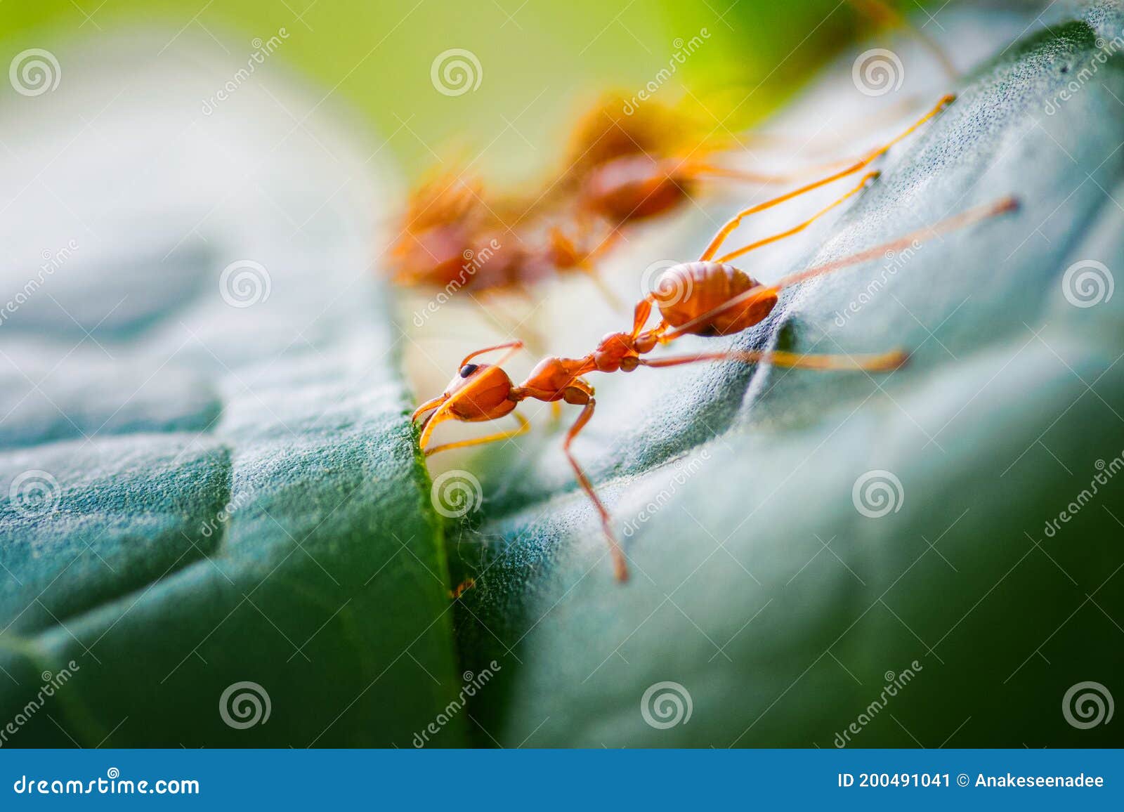 Close-up Red Ants Make Their Nesting Crates with Leaves Stock Image ...