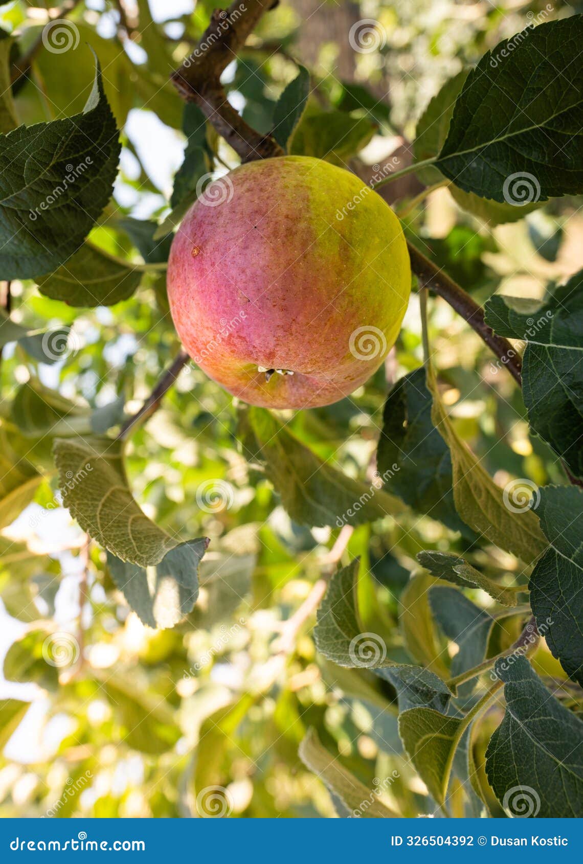 Red Apple in a Tree during Autumn Stock Photo - Image of apple, food ...