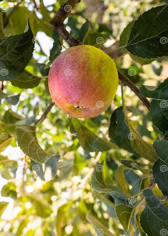 Red Apple in a Tree during Autumn Stock Photo - Image of apple, food ...